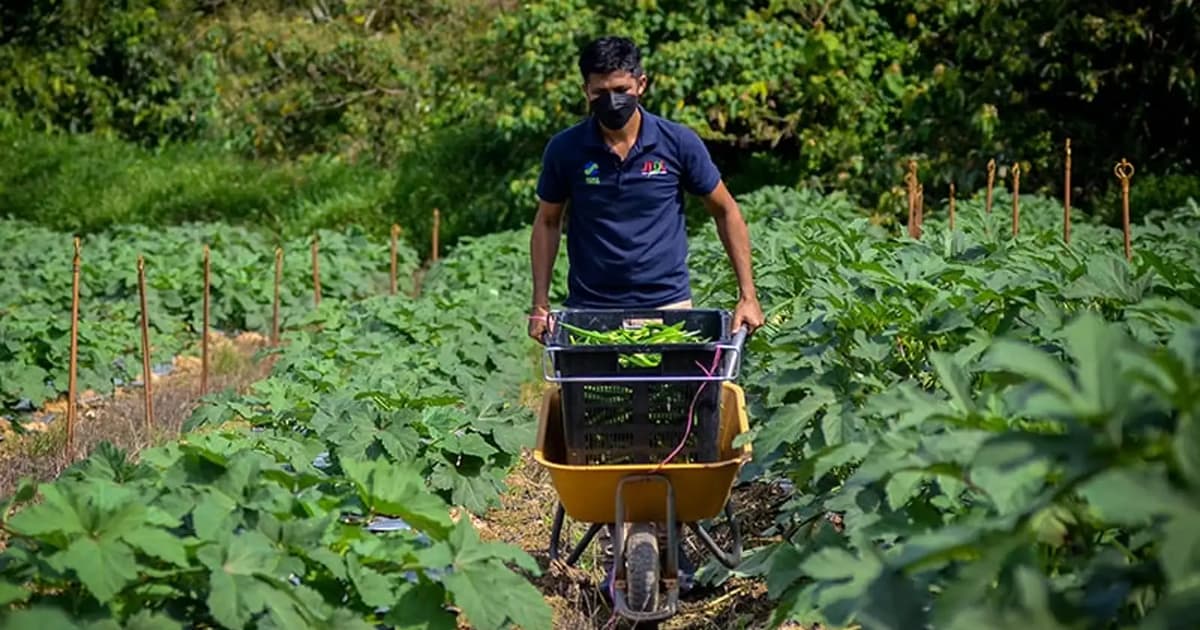 It’s reality, not an excuse, veggie farmers tell Mydin boss | FMT