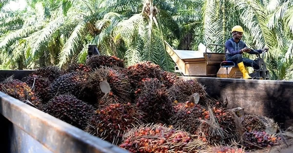 Have the courage to fix Felda, expert urges politicians | FMT