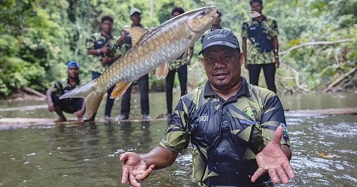 Ikan kelah sanctuary in Perak rainforest beckons visitors | FMT