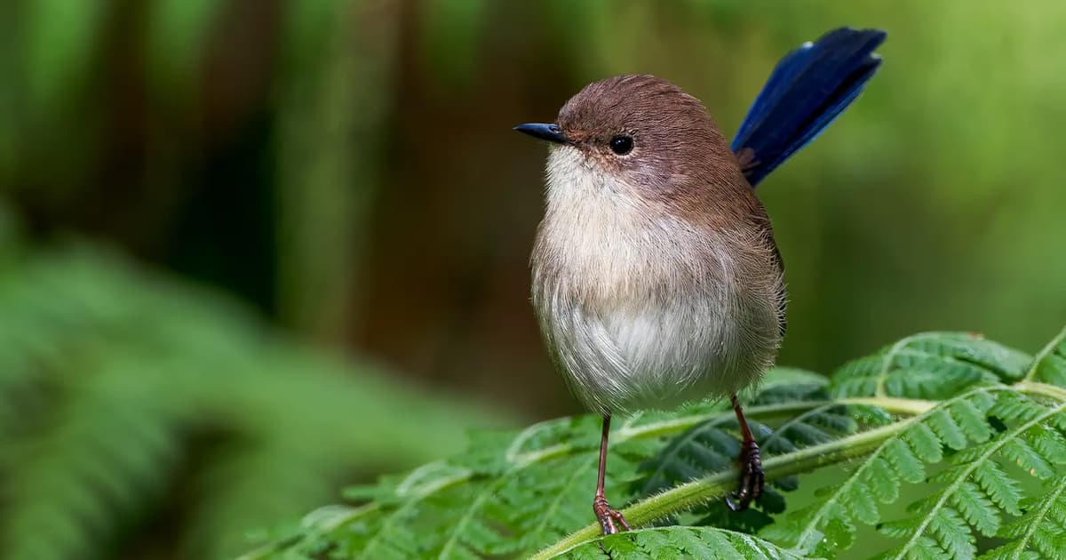 Birds’ songs are the reflection of their personality | FMT
