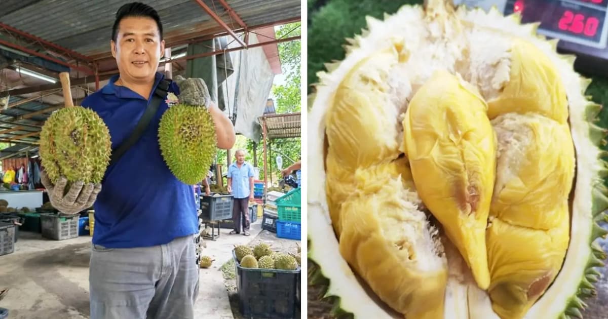 All hail Tupai King, a rising star in the durian world | FMT