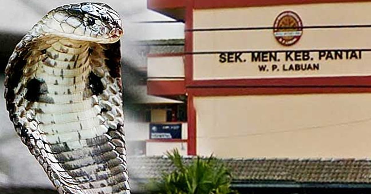 Panic as cobra found in Labuan school lab | FMT