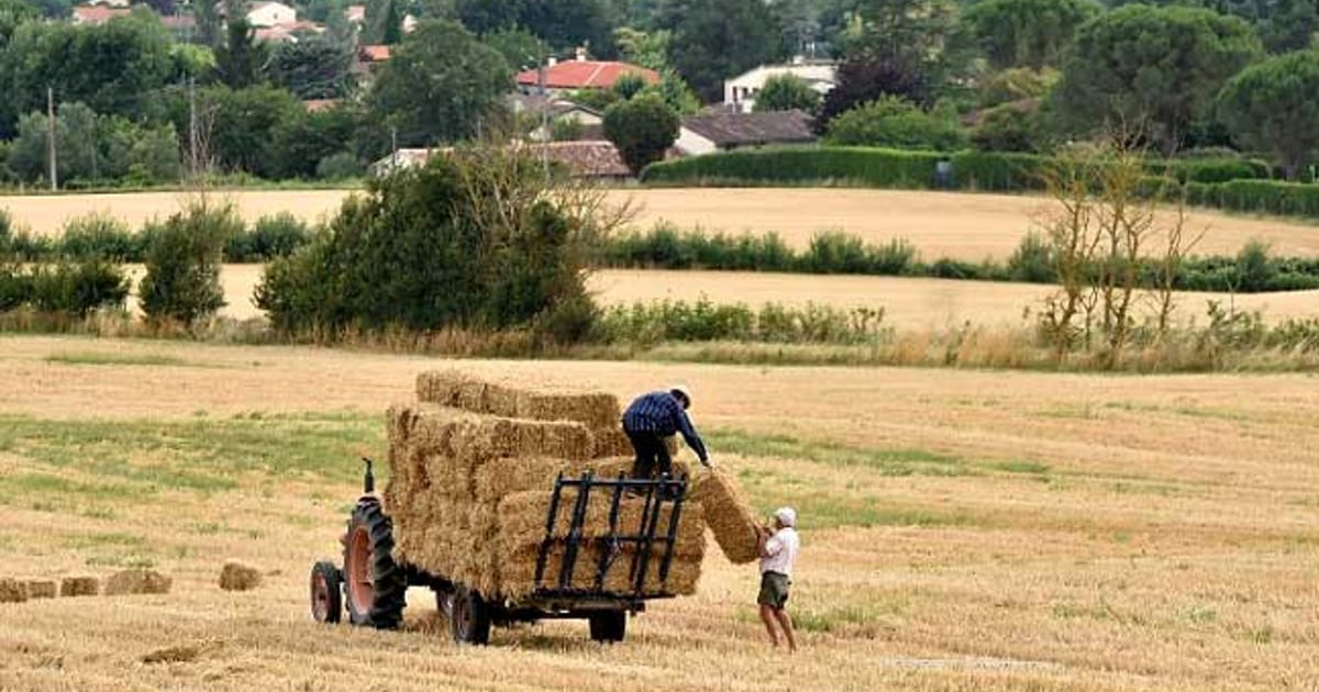 China, voracious buyer of foreign agricultural land | FMT