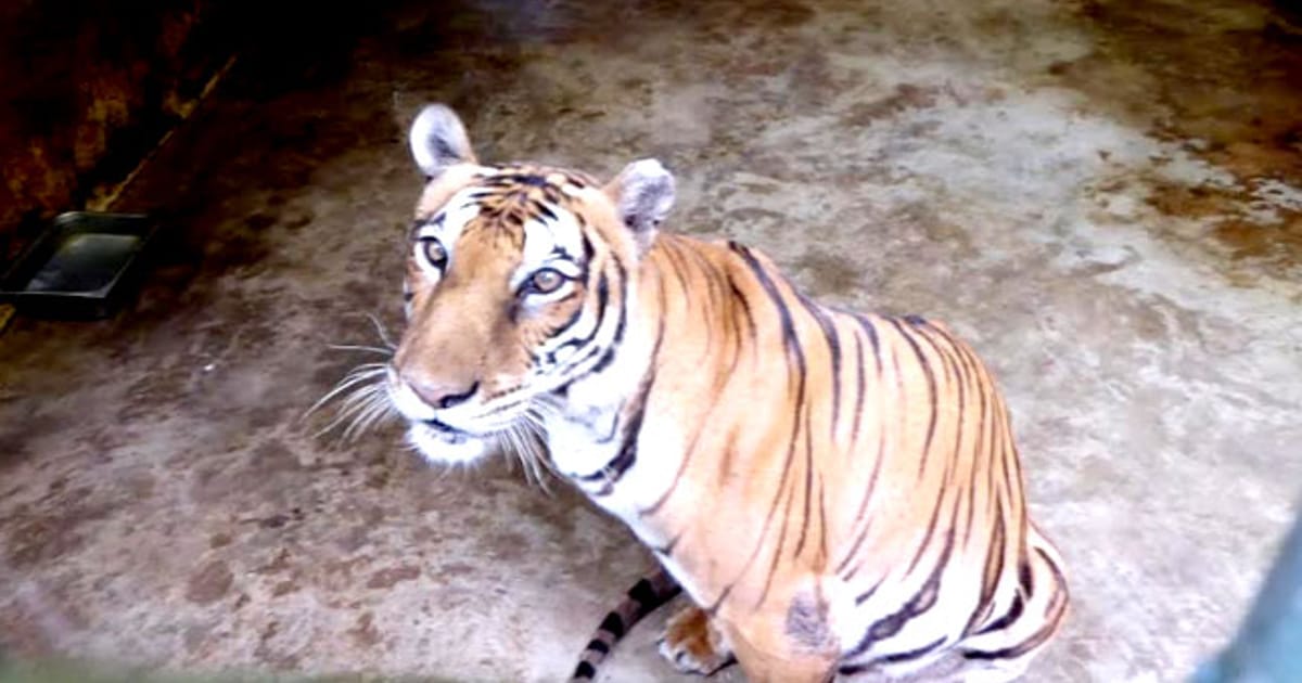 NGO outraged by pitiable conditions at Sabah zoo | FMT