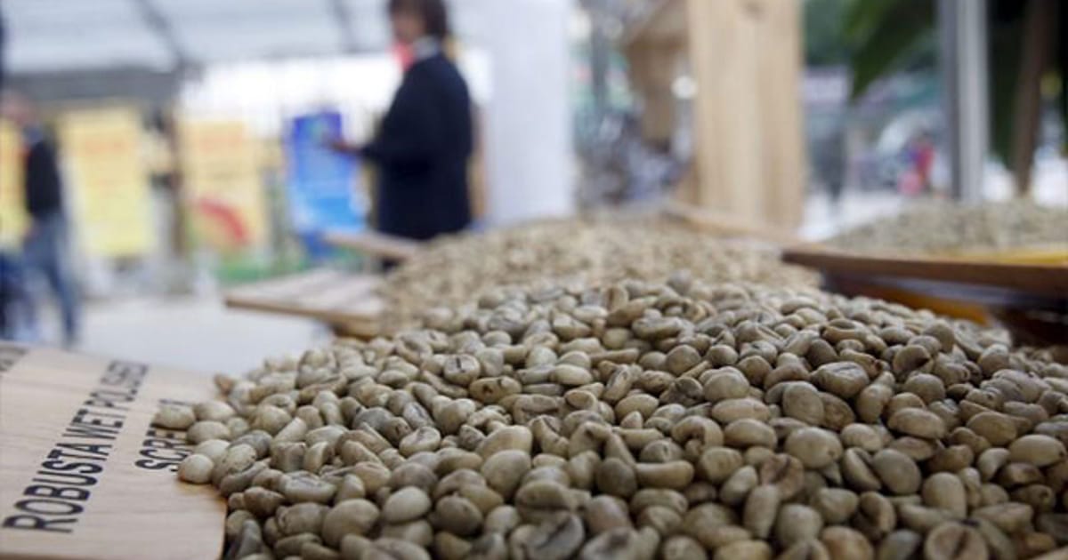 Indonesia’s Lampung robusta output seen down 40% this year | FMT