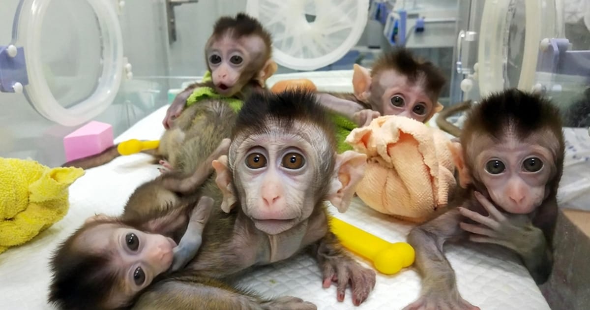 China clones gene-edited monkeys to aid disorder research | FMT
