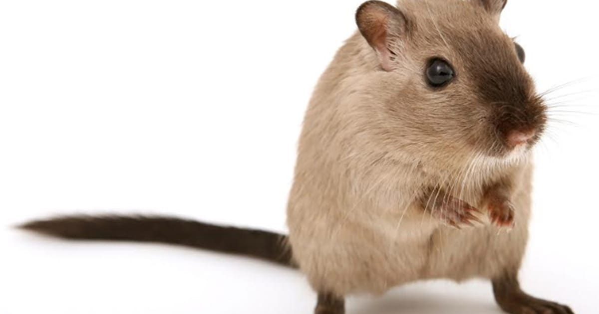 Don’t try fooling ’em – rats can sniff out fakes | FMT