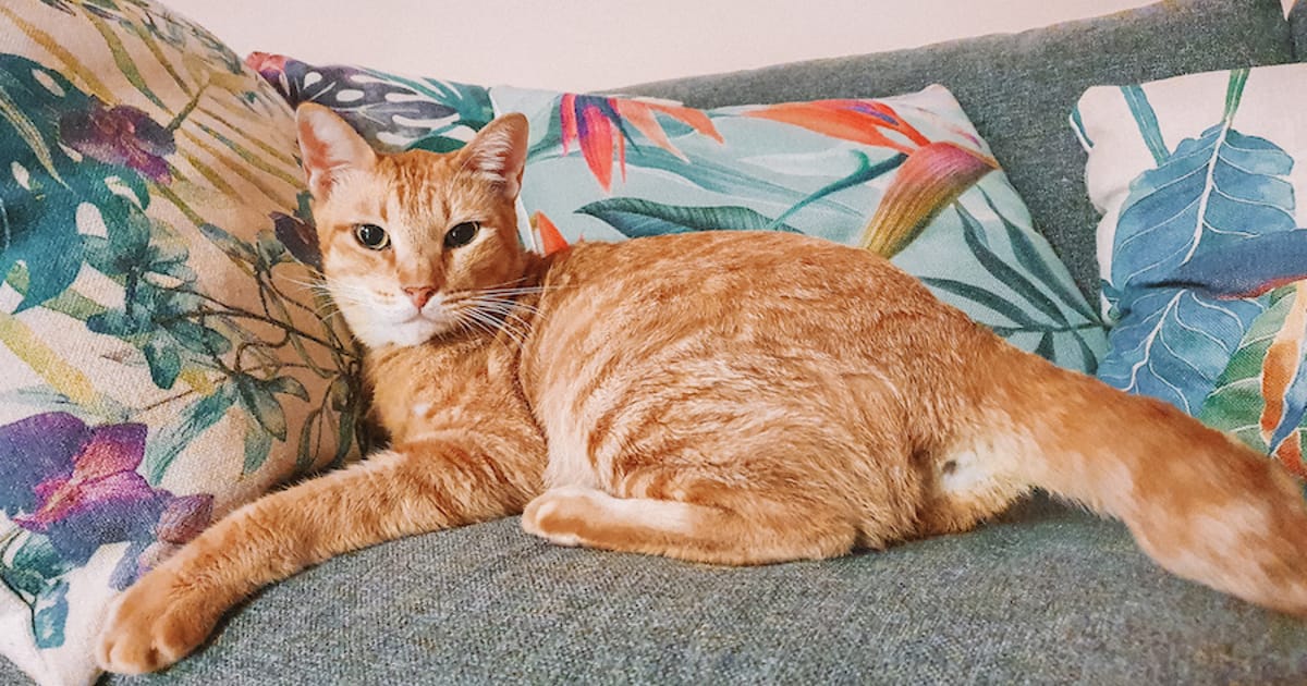 Meet Kit, the cat who found his own human | FMT