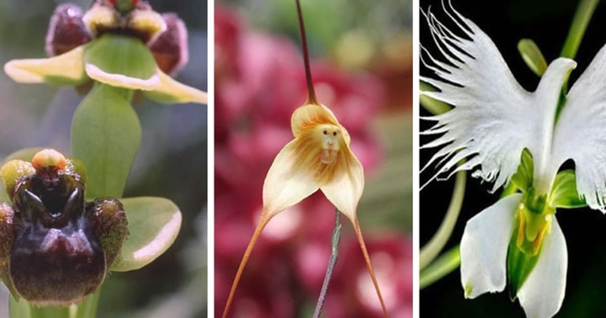 dancing monkey orchid