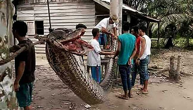 Giant python attacks Indonesian man before being eaten | FMT